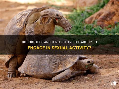 Do Tortoises And Turtles Have The Ability To Engage In Sexual Activity