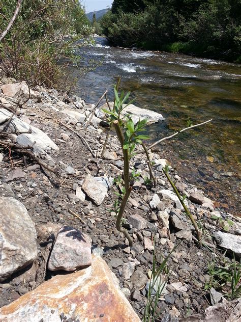 Tim Boulder Flycasters