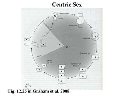 Ppt Stramenopiles Powerpoint Presentation Free Download Id6242062