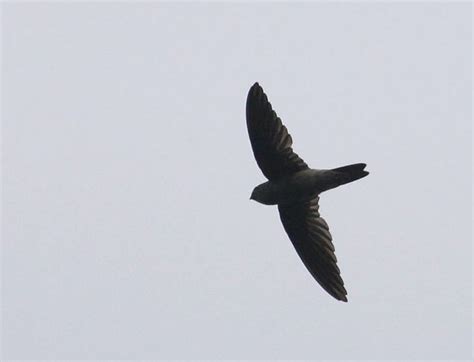 Uniform Swiftlet Birdforum Opus Birdforum