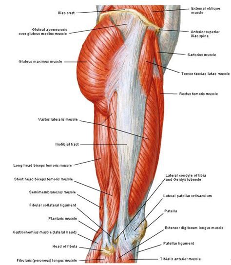 Anatomie Heup Bovenbeen Knie Onderbeen Enkel Voet Acetabulum Collum