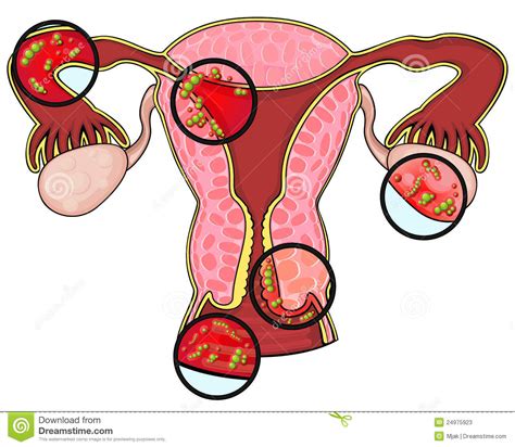 Clipart Reproductive System 20 Free Cliparts Download Images On