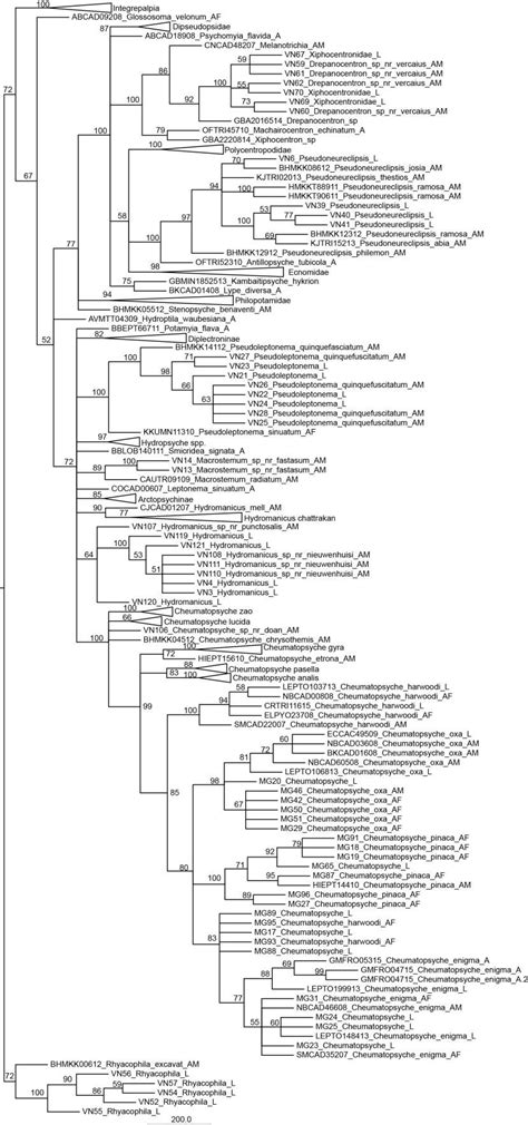 Majority Rule Consensus Tree Assembled From Maximum Likelihood Trees