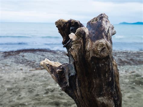 무료 이미지 바닷가 유목 바다 연안 물 모래 록 대양 목재 육지 지역 자료 조각 지질학 4592x3448 29983 무료 이미지