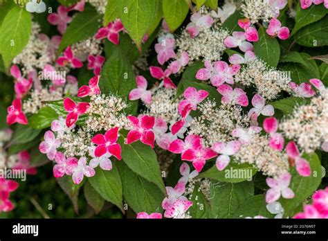 Hydrangea Macrophylla Serrata Cv Kurenai Hydrangeaceae Hortensia