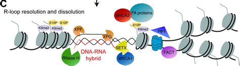 Multiple Factors Either Prevent The Accumulation Of Harmful R Loops Or