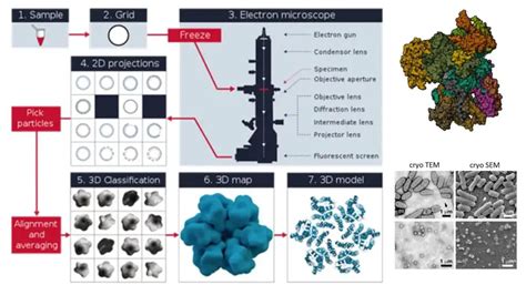 Inverted Fluorescent Microscope Principle Protocol Parts Uses