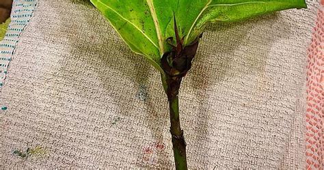 I Forgot About This Fiddle Leaf Fig Cutting I Had In Water Propagation 1 Month Later It