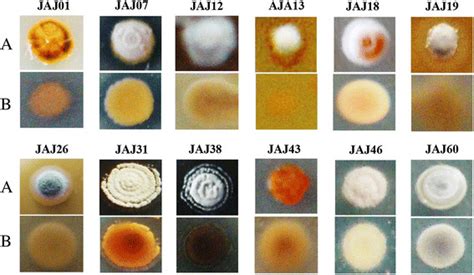 Colony Morphology Of Representative Actinomycete Isolates Derived From