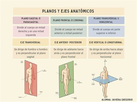 Ejes Y Planos Anatomicos Del Cuerpo Anatomia En Enfermeria Yo Sauri Sushi