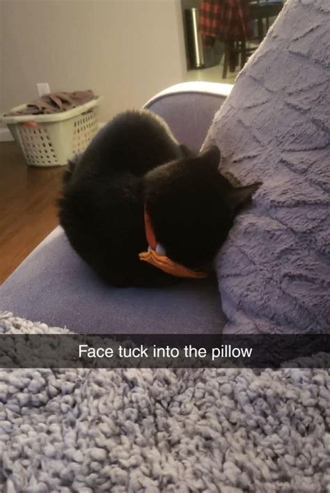 My Girlfriends Cat Rcatfaceplant