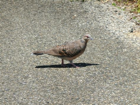 キジバト20190410 日本の野鳥識別図鑑