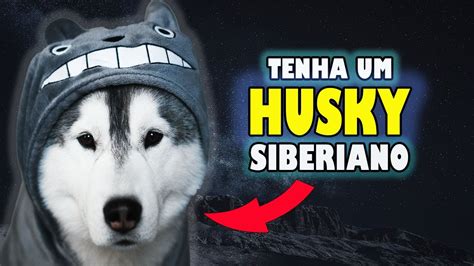 03 Motivos para VOCÊ TER um Husky Siberiano YouTube