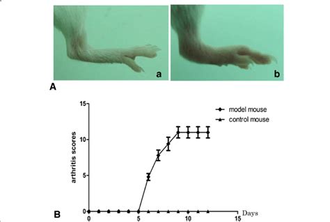 Joint Swelling A And Arthritis Scores B In Caia And Control Mice N