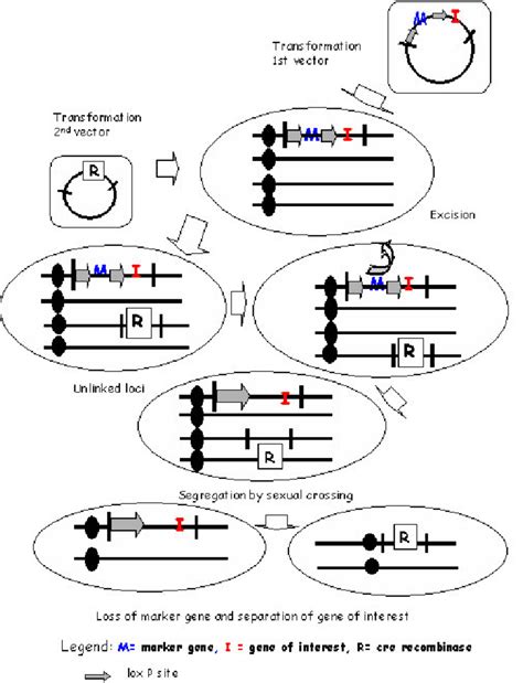 Site Specific Recombination System Cre Lox Of Removing A Download Scientific Diagram