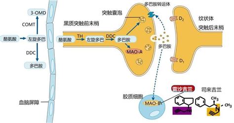 雷沙吉兰（甲磺酸雷沙吉兰片、安齐来）治疗帕金森的效果 微医（挂号网）