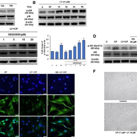 P38 Mapk Is Involved In The Gr Modulation By Ly In Gc Treated Hdfs