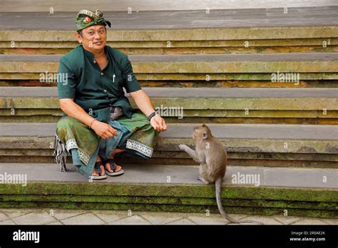 Ubud Bali Indonesia September 6 An Official Monkey Guard With
