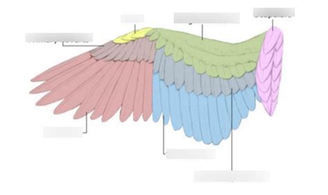 Diagram Of Bird Wing Diagram Practice Quizlet