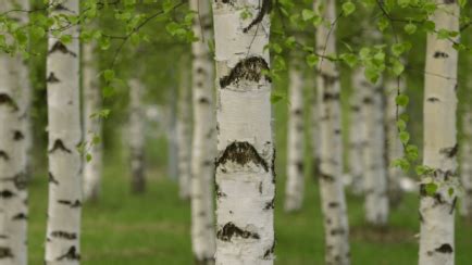 Tree Trivia And ID Quiz Can You Identify Them All Beano Com