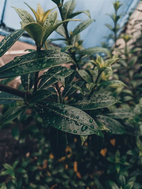 Leaf Dewdrop Green Free Photo On Pixabay