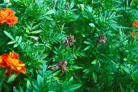 Harvesting Marigold Seeds The Good Old Way