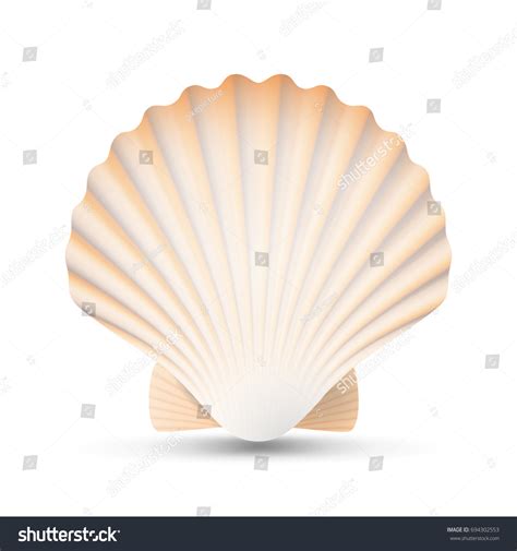 Scallop Seashell Vector Realistic Scallops Shell Stock Vector Royalty Free 694302553