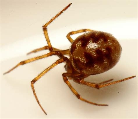 Unknown Brown Spider Steatoda Triangulosa Bugguidenet