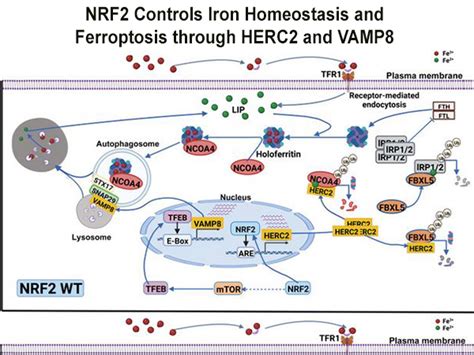UA SRC Reports Novel Findings On NRF Controlling Iron Homeostasis And Ferroptosis Superfund