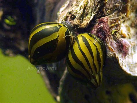 Zebra Nerite Snails Aquatic Arts On Sale Today For 3 99