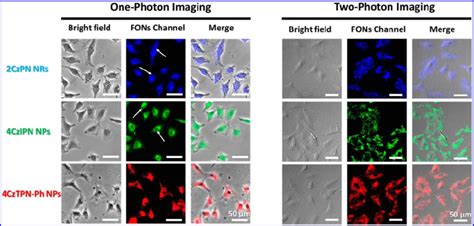 One Photon Two Photon Cellular Imaging And Localization Of The Three