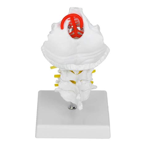 Human Cervical Vertebra Anatomical Model Spine With Arteria And