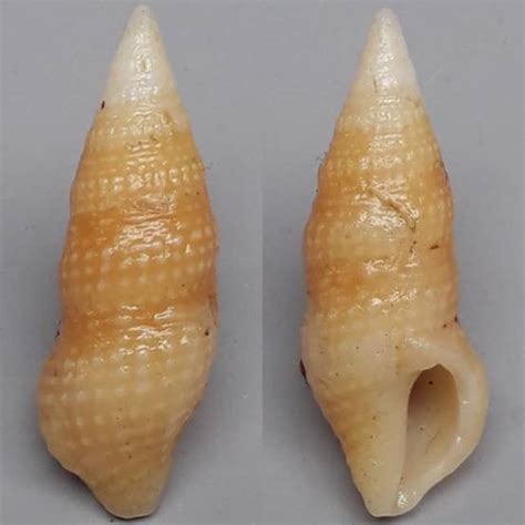 Cerithium Sp 3349139
