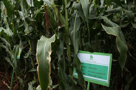 Fact Check Kenyan Politician Makes False Claims About Genetically
