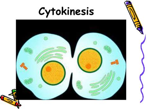 Mitosis And Cell Division Ppt Download