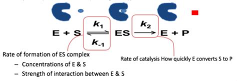 Kinetics Flashcards Quizlet