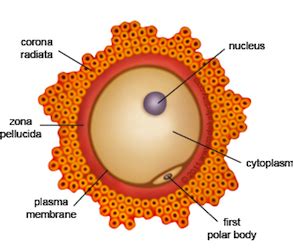 Egg Cell Diagram Labeled Ks3