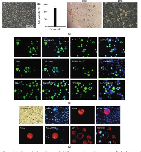 Figure 4 From Isolation Of Female Germline Stem Cells From Mouse And Human Ovaries By