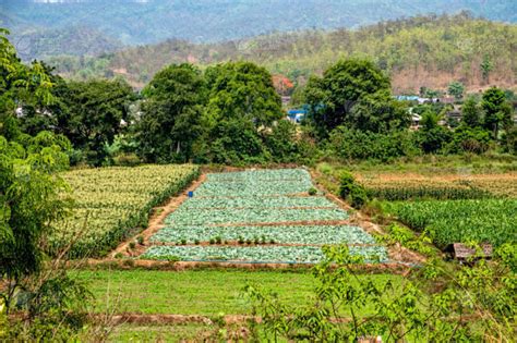 蔬菜 泰国 玉米 种植园 田地 栽培植物 绿色 清迈省 居住区 农业