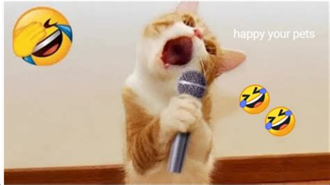 The Best Cat And Dog Fails 🐱🐶 Funny Pets Compilation 347 Youtube