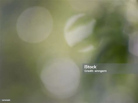 Latar Belakang Abstrak Daun Hijau Kabur Dan Bokeh Foto Stok Unduh