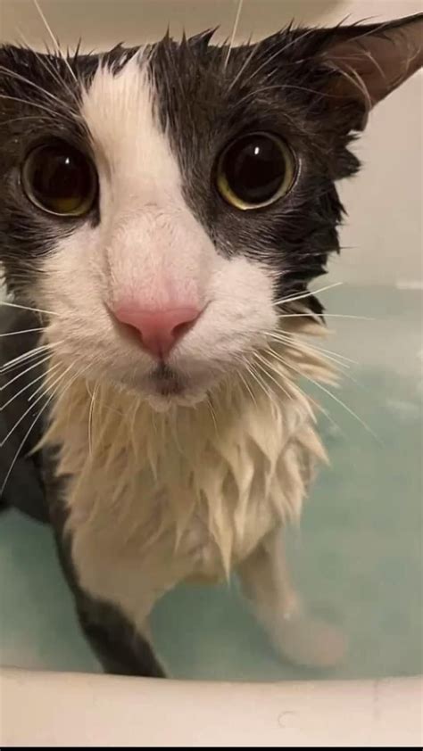 Sad Wet Cat