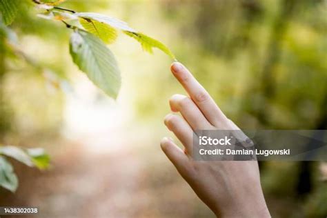 숲에 있는 나무의 녹색 잎을 만지는 여성의 손 지속 가능한 삶의 개념 환경 보호 자연과의 친밀감 개념에 대한 스톡 사진 및 기타