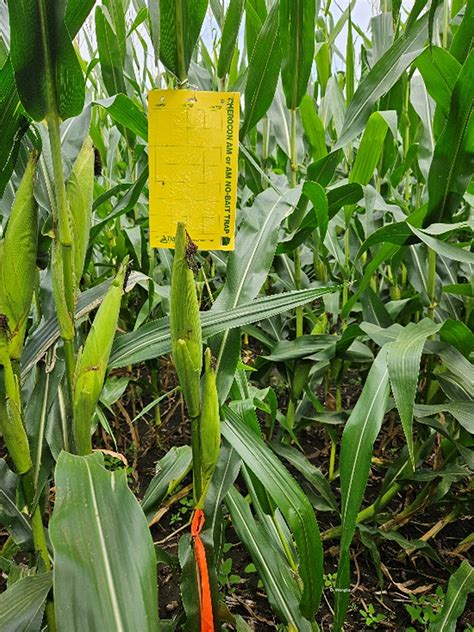 Considerations For Managing Corn Rootworm — Its Not Too Late Cropwatch Nebraska