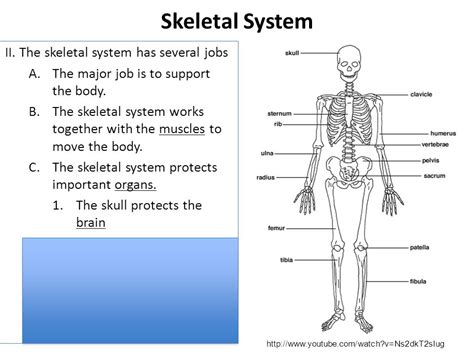 Human Anatomy Worksheets And Study Guides Worksheets Library