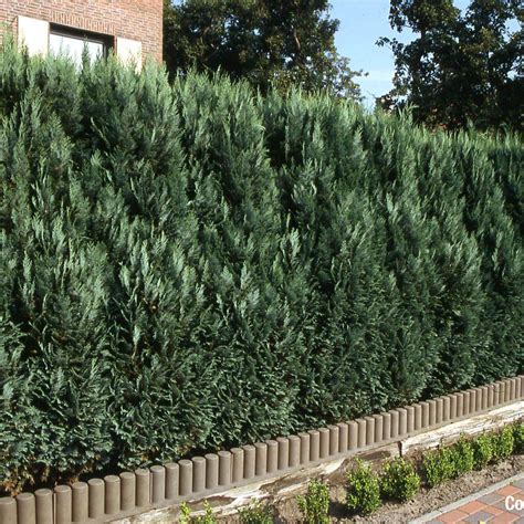 Chiparos Columnaris Verde Albastru Gard Viu Vesnic Verde Peisagisticstonegarden