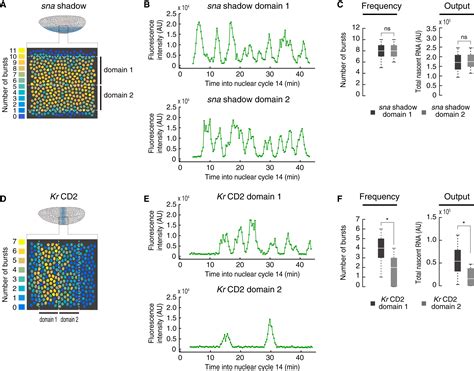Enhancer Control Of Transcriptional Bursting Cell
