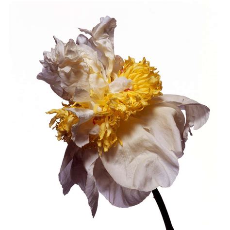 Love At First Wham By David Scheinmann England 2011 For Sale At 1stdibs