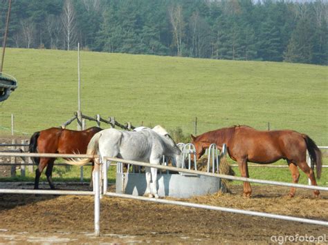 Stadnina koni huculskich Gładyszów Obrazek fotka zdjecie photo