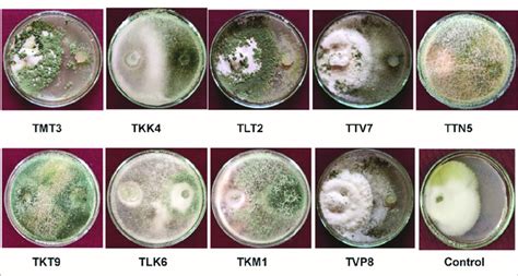 List Of Trichoderma Isolates Used For Dual Culture Assay Left Side Download Scientific Diagram